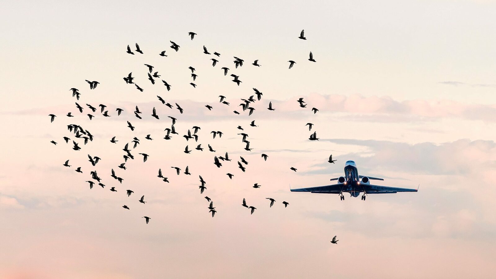 Robotic Falconry | Aeronautic | ARQUIMEA