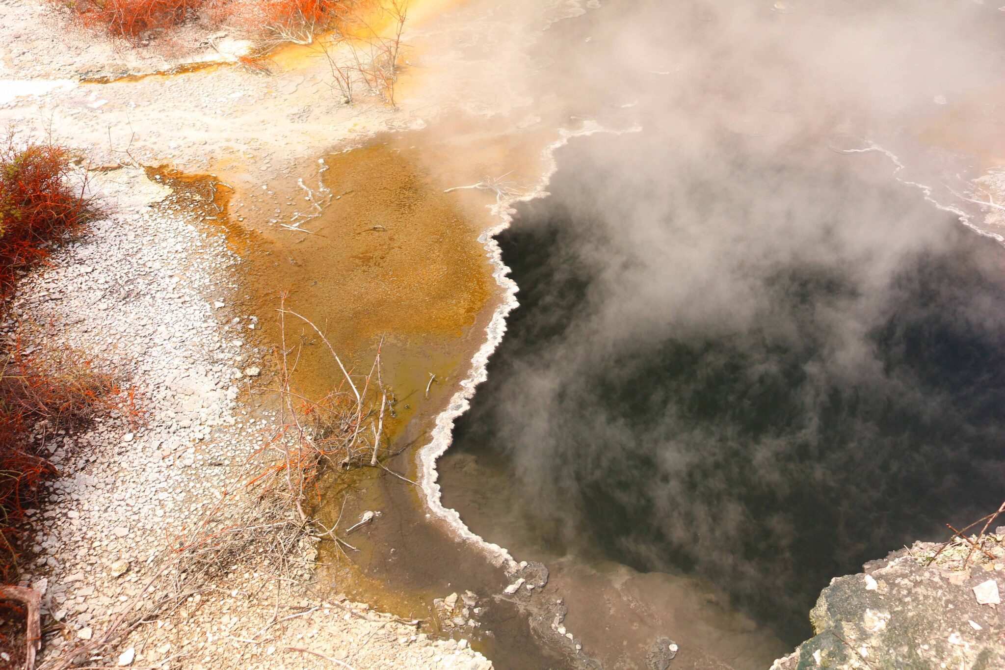 What are extremophiles and how can they improve my life?